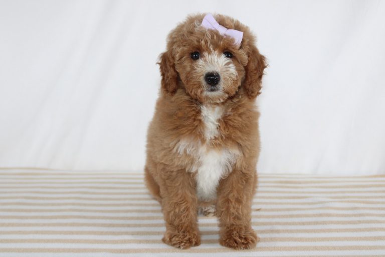Best Mini Labradoodle Puppies For Sale! Blue Diamond Pups