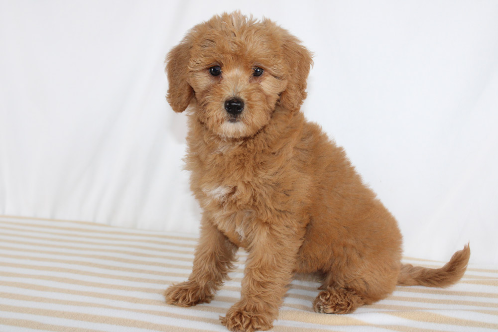 Best Mini Labradoodle Puppies For Sale! Blue Diamond Pups