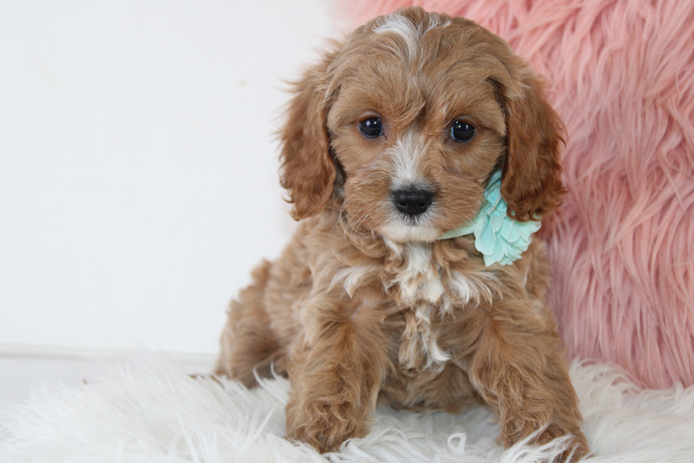 Best Designer Cavapoo Puppies for Sale | Blue Diamond Pups