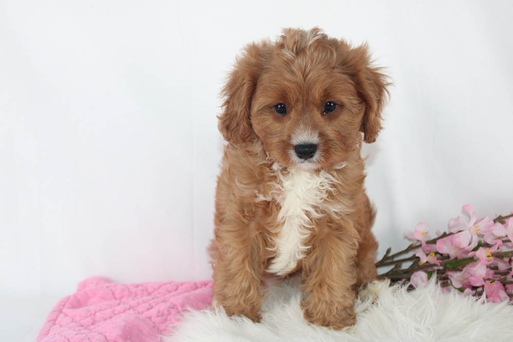 Best Designer Cavapoo Puppies for Sale | Blue Diamond Pups