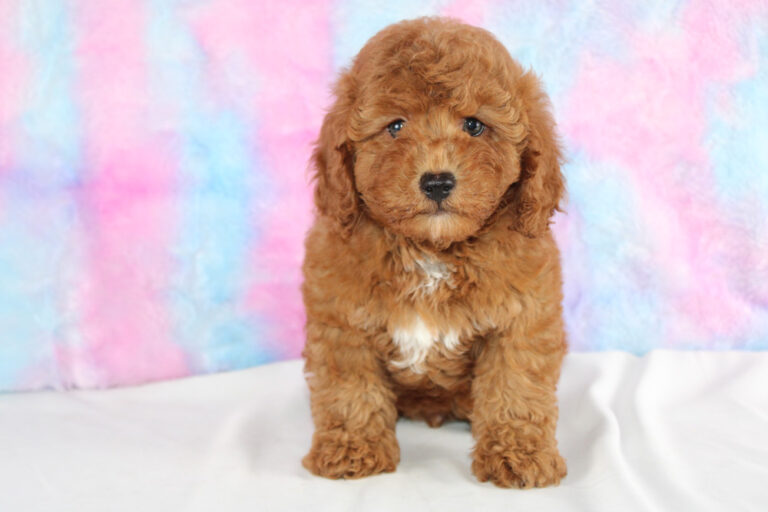 Best Designer Cavapoo Puppies for Sale | Blue Diamond Pups