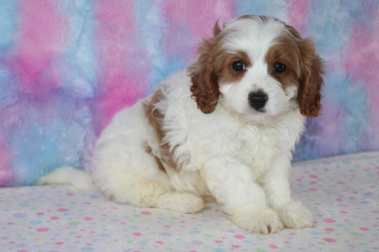 Best Designer Cavapoo Puppies for Sale | Blue Diamond Pups