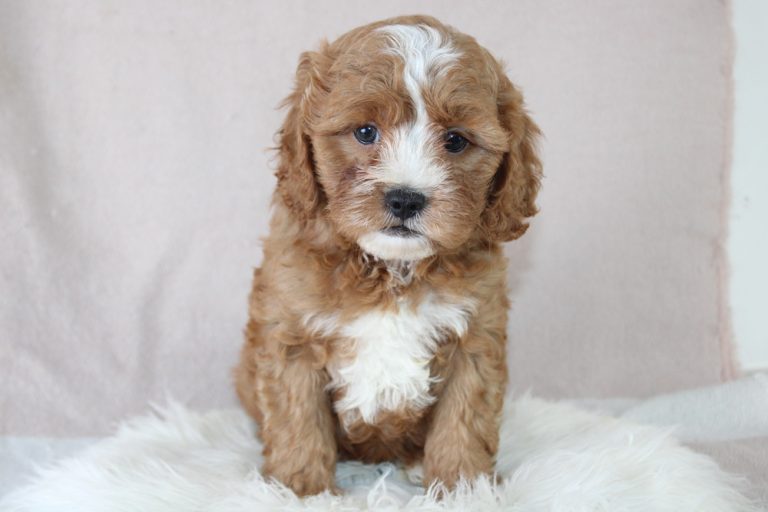 Best Designer Cavapoo Puppies for Sale | Blue Diamond Pups