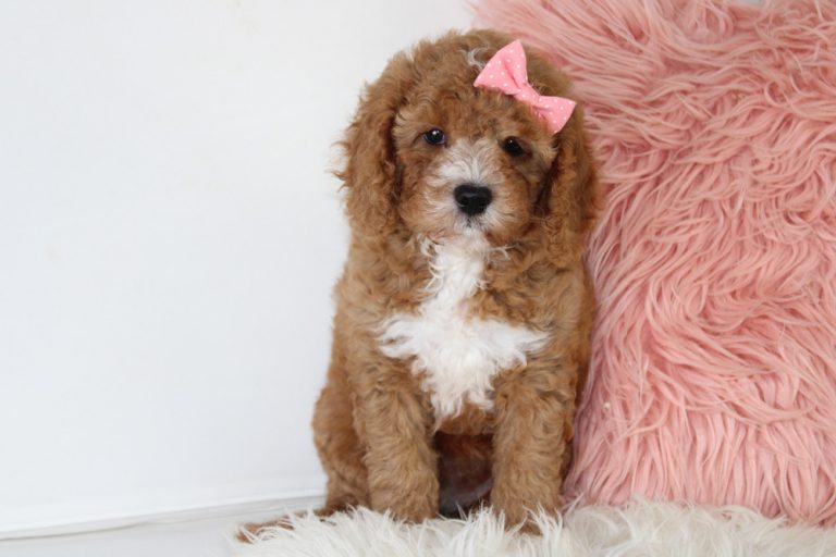 Best Designer Cavapoo Puppies for Sale | Blue Diamond Pups
