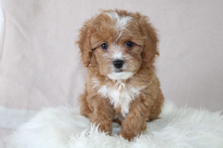 Best Designer Cavapoo Puppies for Sale | Blue Diamond Pups
