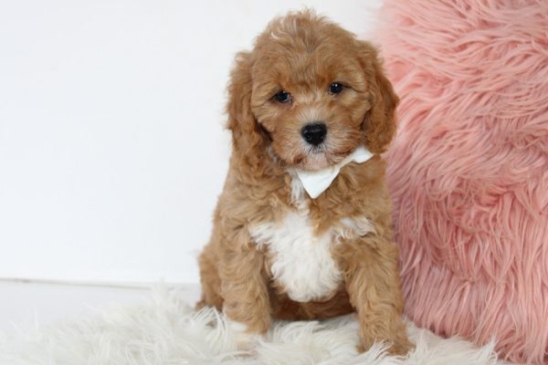 Best Designer Cavapoo Puppies for Sale | Blue Diamond Pups