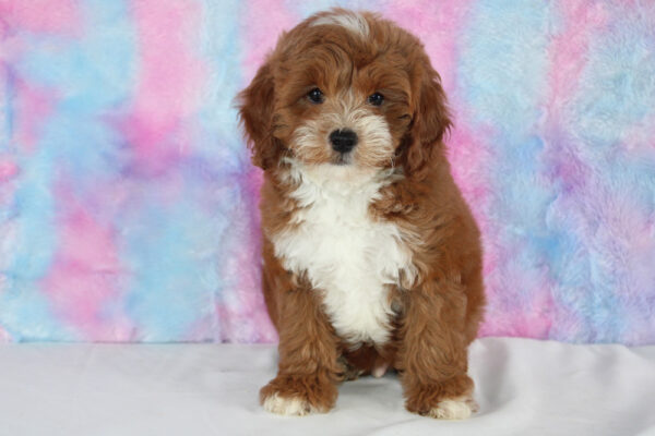 Best Designer Cavapoo Puppies for Sale | Blue Diamond Pups