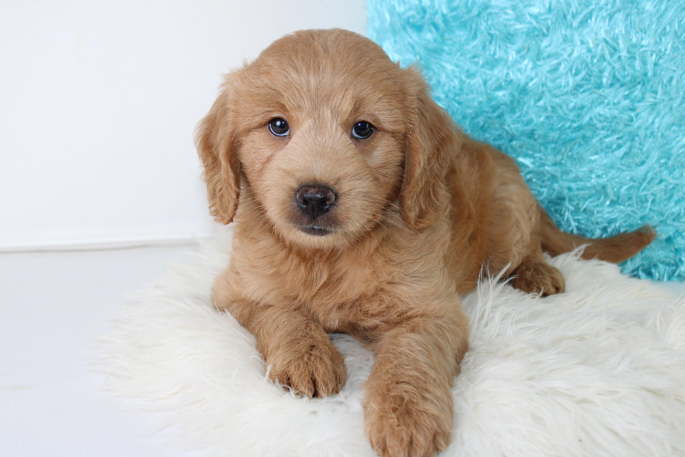 Ozzy - Blue Diamond Family Pups