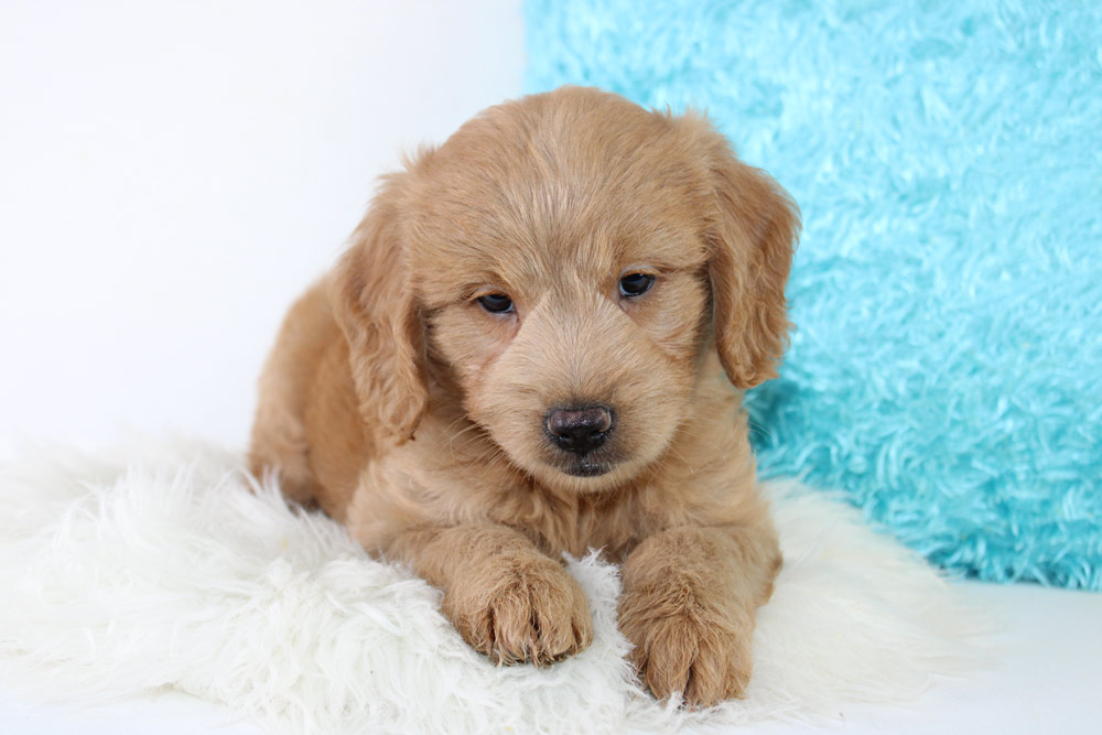 Ozzy - Blue Diamond Family Pups