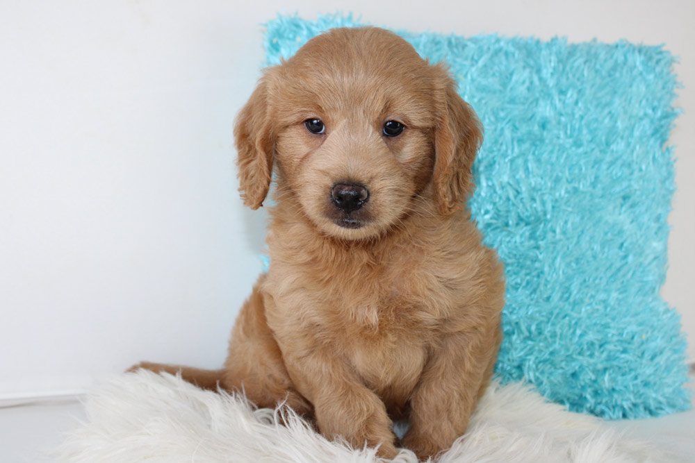 Ozzy - Blue Diamond Family Pups