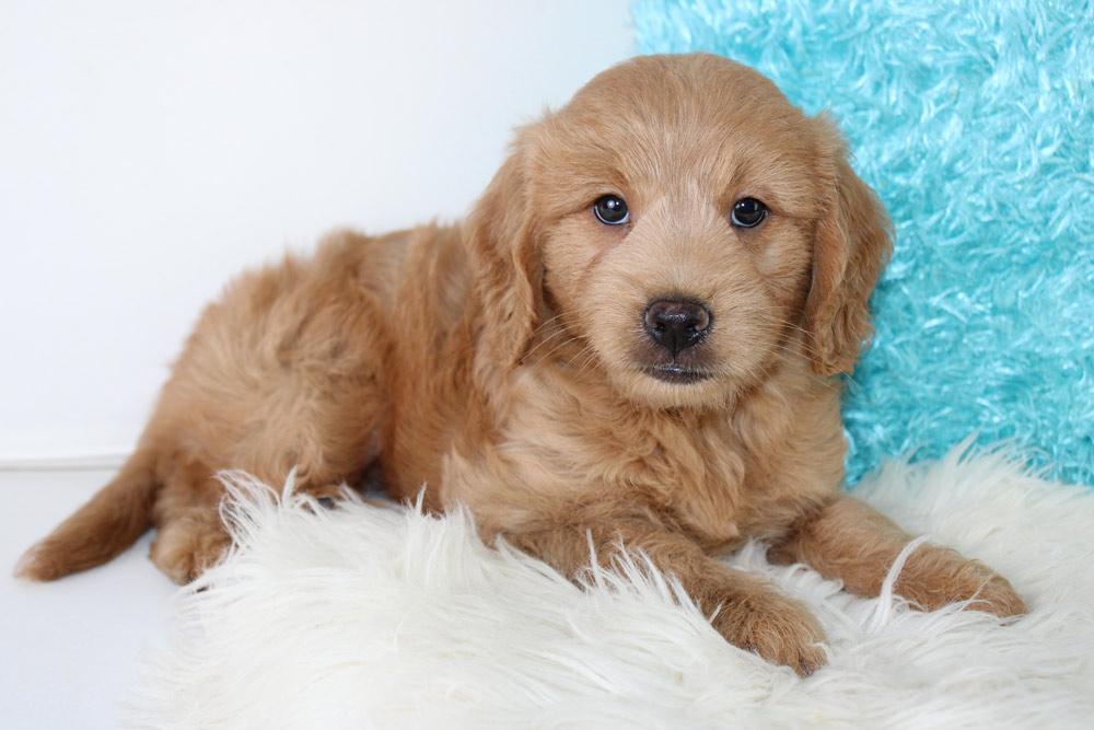 Ozzy - Blue Diamond Family Pups