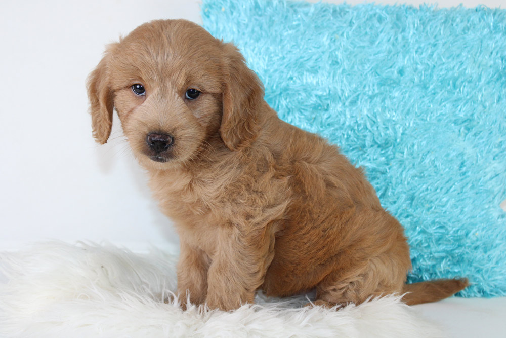 Ozzy - Blue Diamond Family Pups