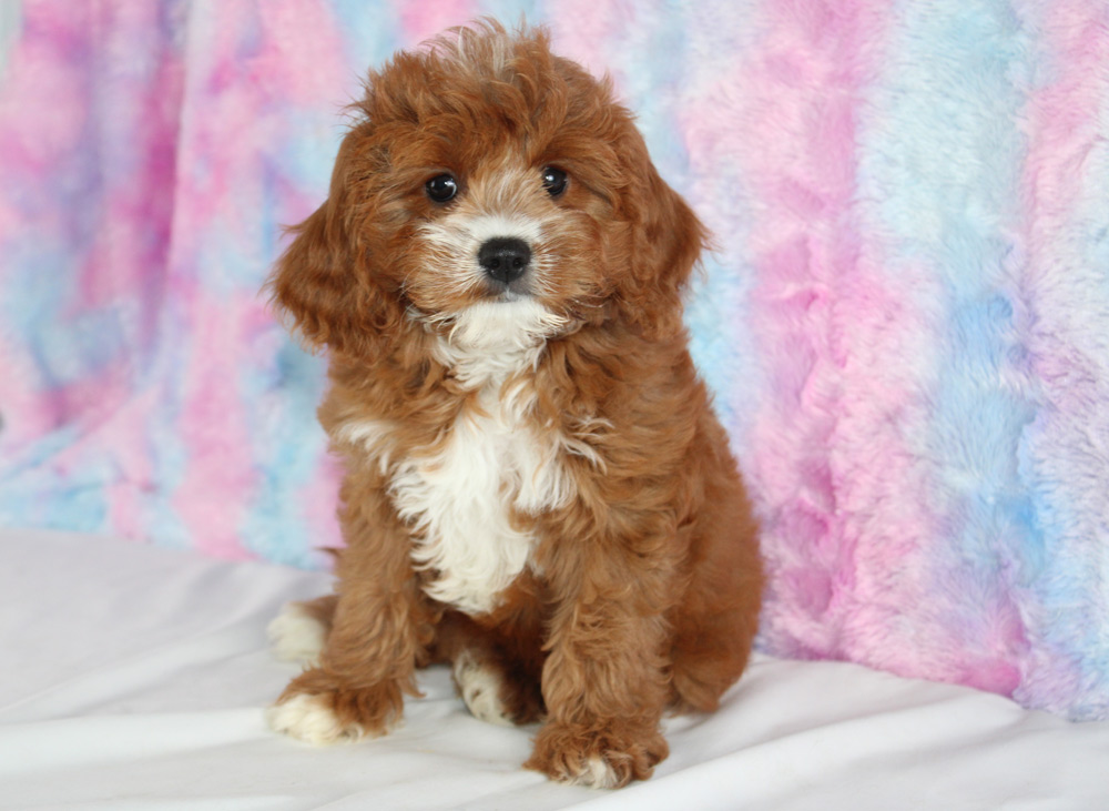 Pixie - Blue Diamond Family Pups