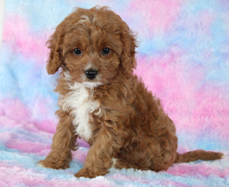 Best Designer Cavapoo Puppies for Sale | Blue Diamond Pups