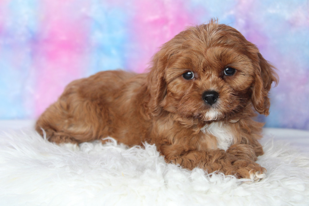 Cora - Blue Diamond Family Pups