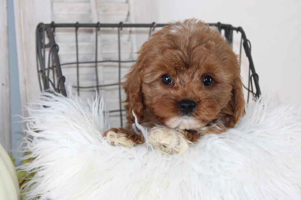 Milo - Blue Diamond Family Pups