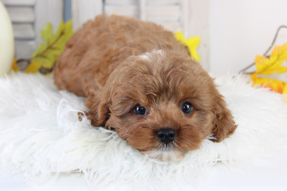 Milo - Blue Diamond Family Pups