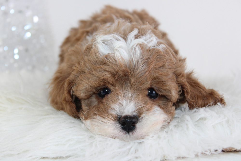 Mojo - Blue Diamond Family Pups