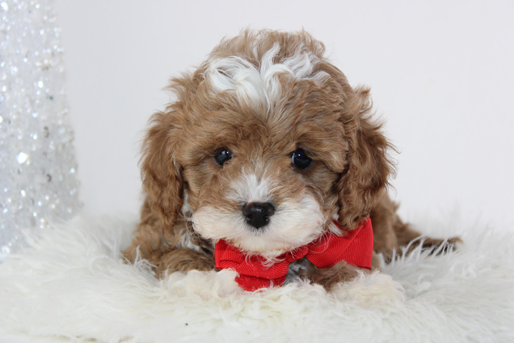 Mojo - Blue Diamond Family Pups