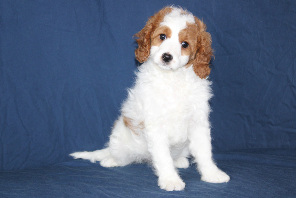 Best Designer Cavapoo Puppies for Sale | Blue Diamond Pups
