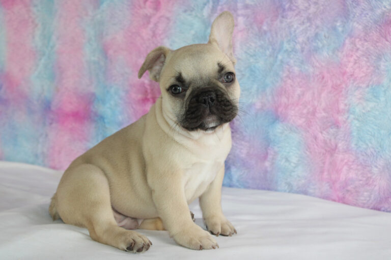 Best French Bulldog Puppies for sale! Blue Diamond Pups