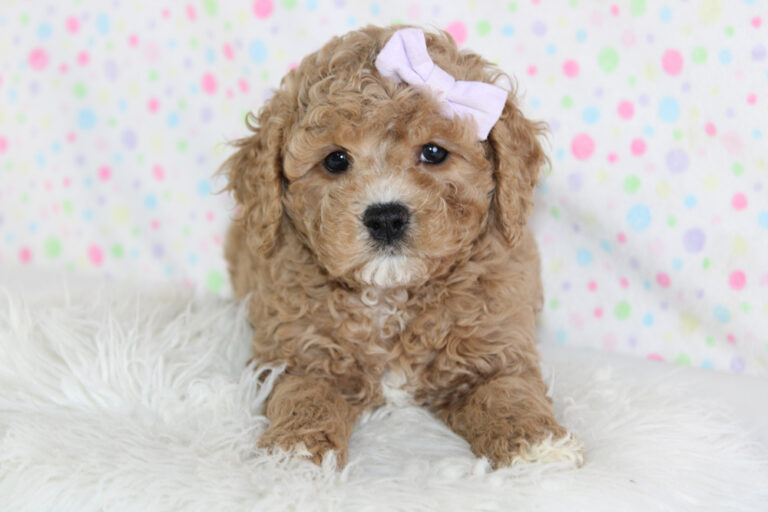 Best Designer Cavapoo Puppies for Sale | Blue Diamond Pups