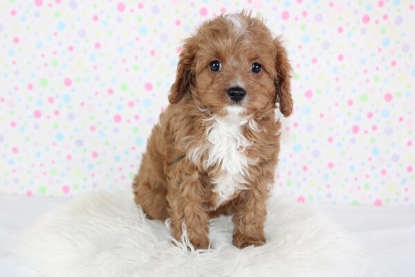Best Designer Cavapoo Puppies for Sale | Blue Diamond Pups