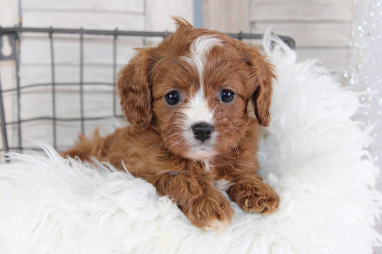 Best Designer Cavapoo Puppies for Sale | Blue Diamond Pups