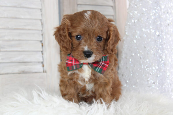 Best Designer Cavapoo Puppies for Sale | Blue Diamond Pups
