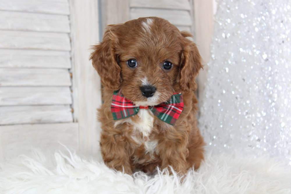 Best Designer Cavapoo Puppies for Sale | Blue Diamond Pups