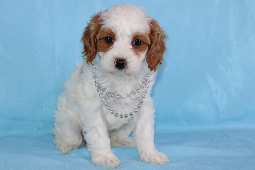 Best Designer Cavapoo Puppies for Sale | Blue Diamond Pups