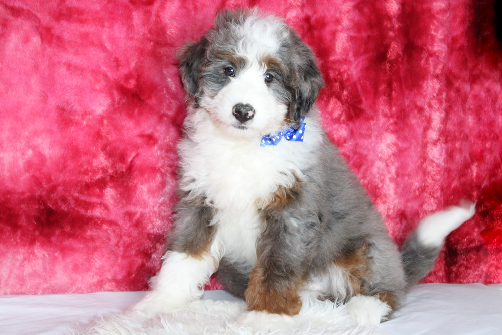 Popper - Blue Diamond Family Pups