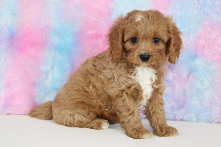 Best Designer Cavapoo Puppies for Sale | Blue Diamond Pups