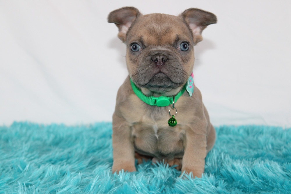 French Bulldog puppies for sale in Massachusetts