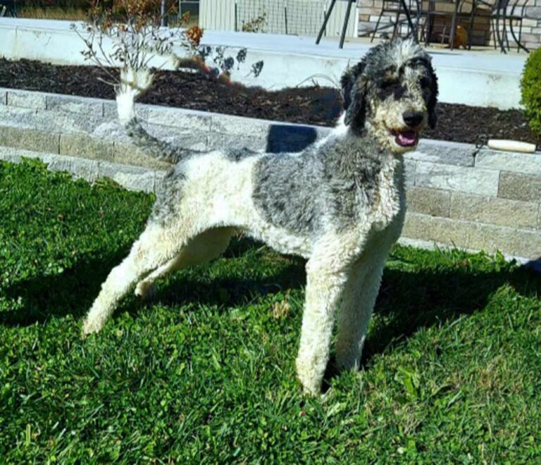 Blue Moon - Blue Diamond Family Pups