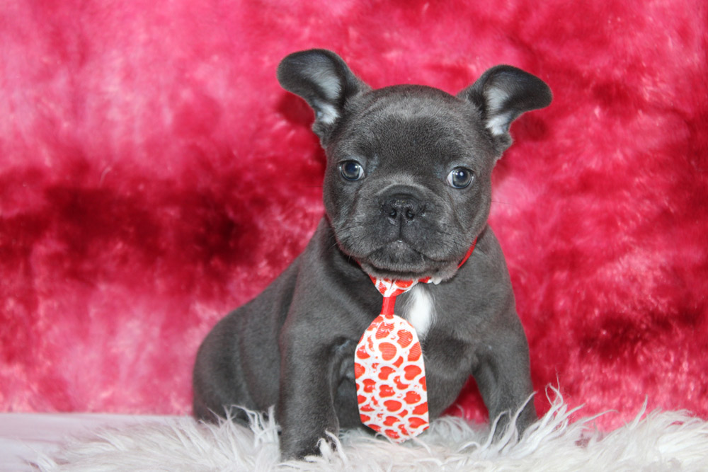 Douglas - Blue Diamond Family Pups