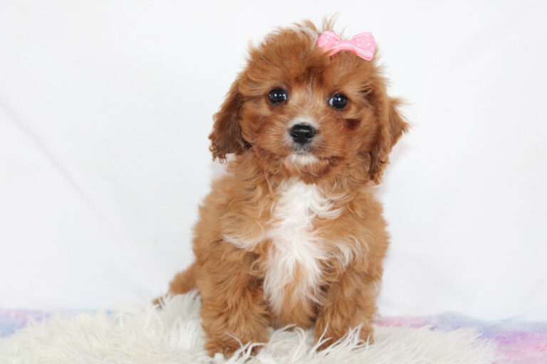 Best Designer Cavapoo Puppies for Sale | Blue Diamond Pups