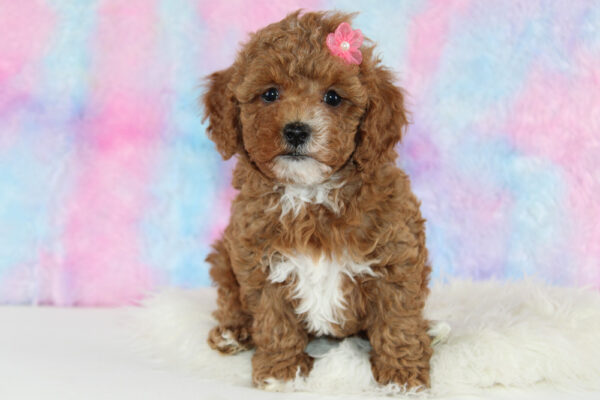 Best Designer Cavapoo Puppies for Sale | Blue Diamond Pups