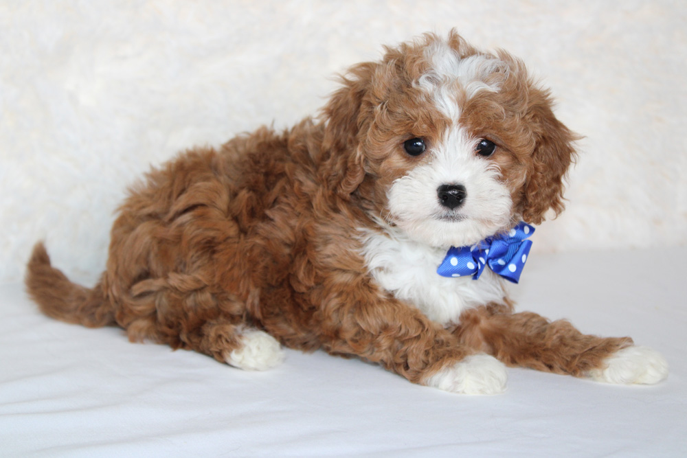 Maverick - Blue Diamond Family Pups