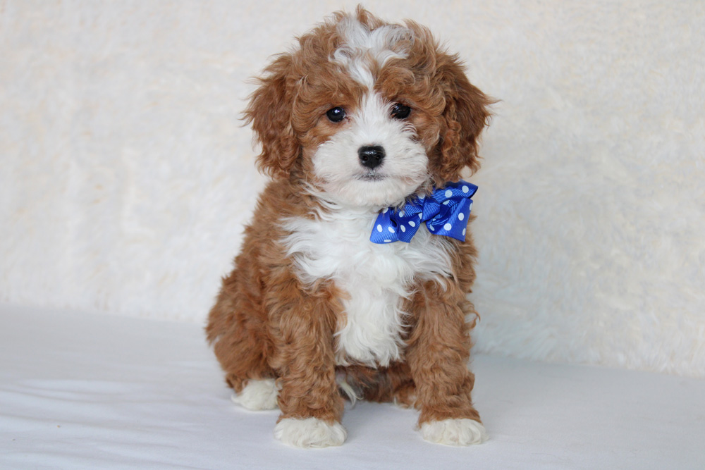 Maverick - Blue Diamond Family Pups