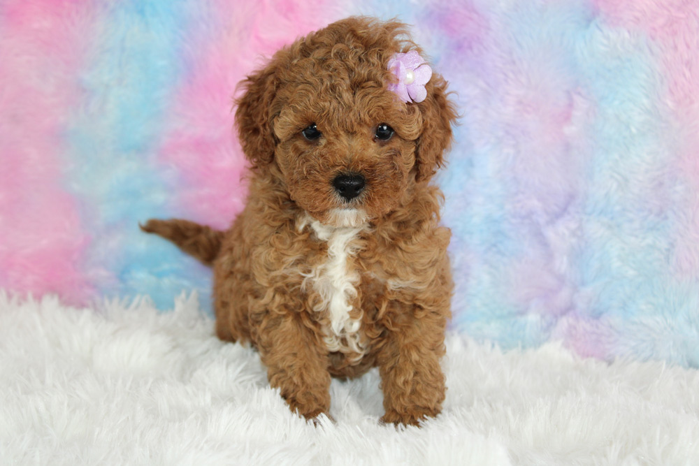 Pansy - Blue Diamond Family Pups