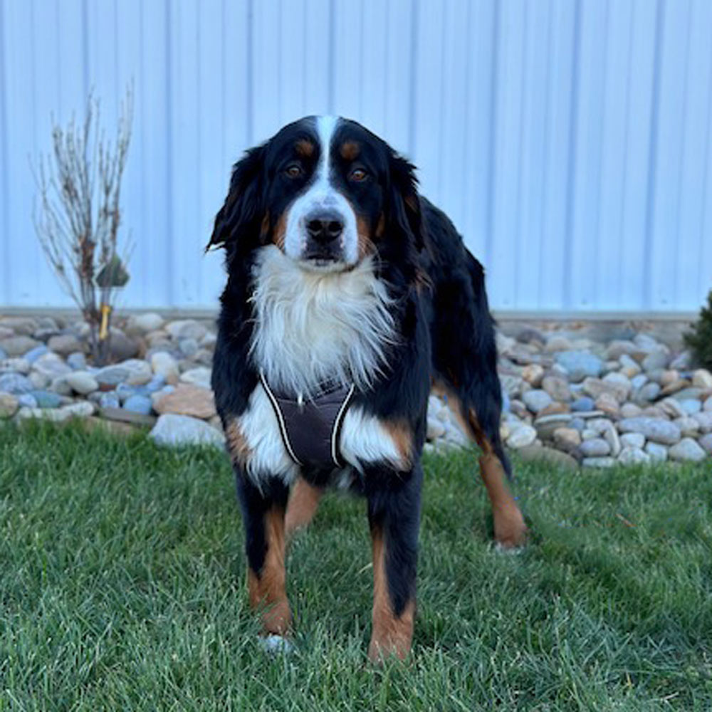 Quinn - Blue Diamond Family Pups