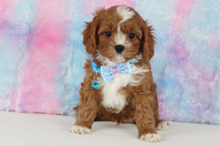 Best Designer Cavapoo Puppies for Sale | Blue Diamond Pups