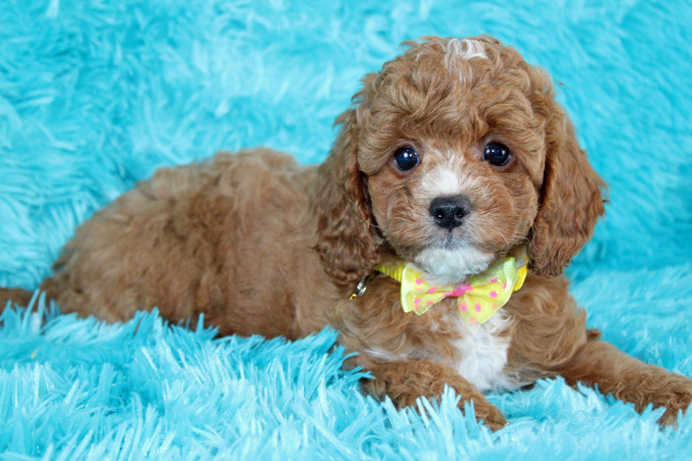 Best Designer Cavapoo Puppies for Sale | Blue Diamond Pups