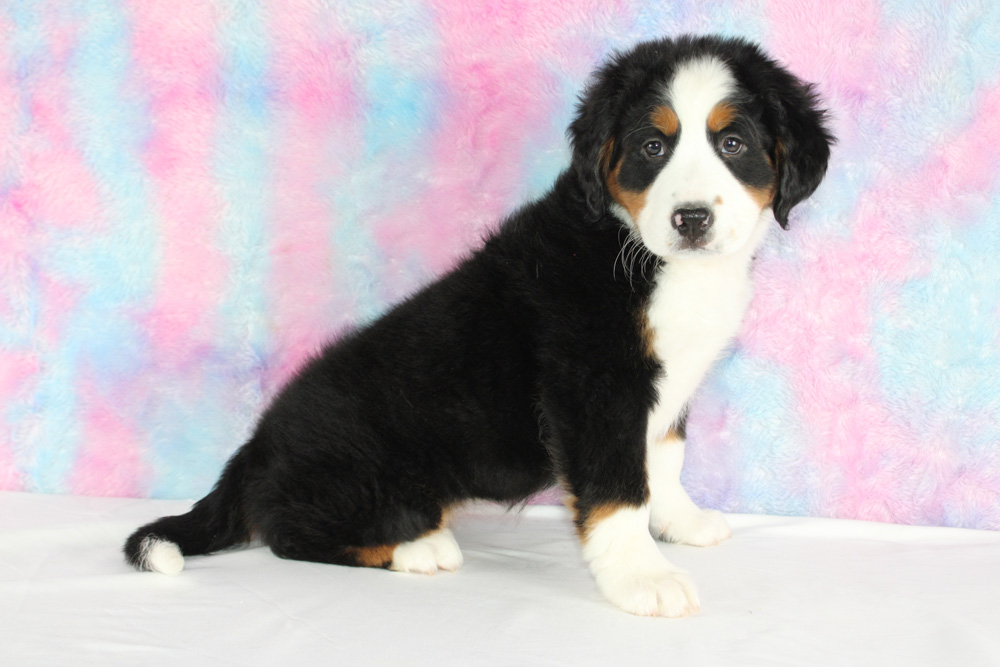 Bre - Blue Diamond Family Pups