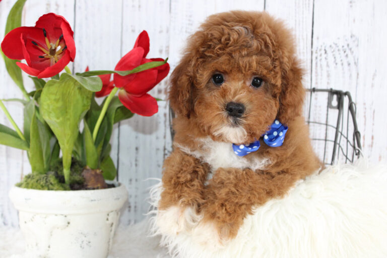 Best Designer Cavapoo Puppies for Sale | Blue Diamond Pups