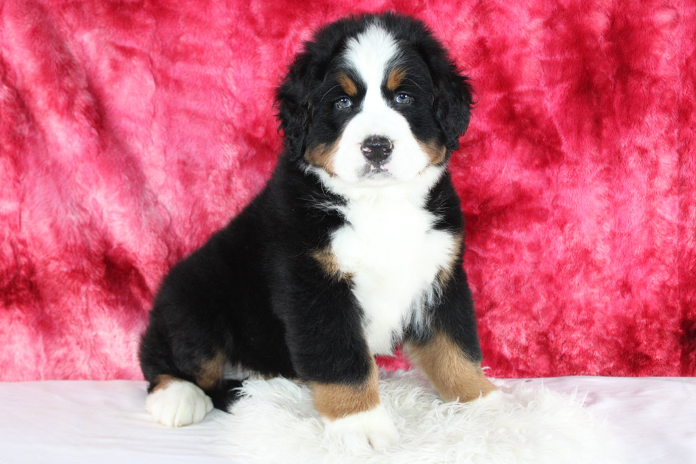 Rockie - Blue Diamond Family Pups