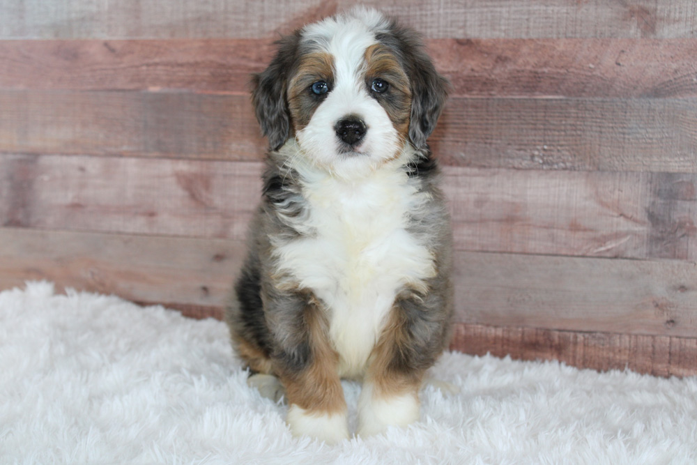 Roscoe - Blue Diamond Family Pups