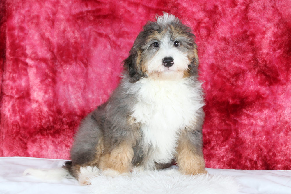 Chelsea - Blue Diamond Family Pups