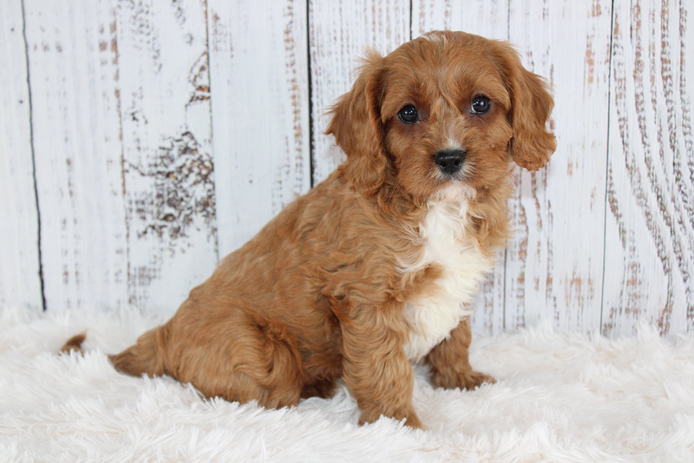 Best Designer Cavapoo Puppies for Sale | Blue Diamond Pups